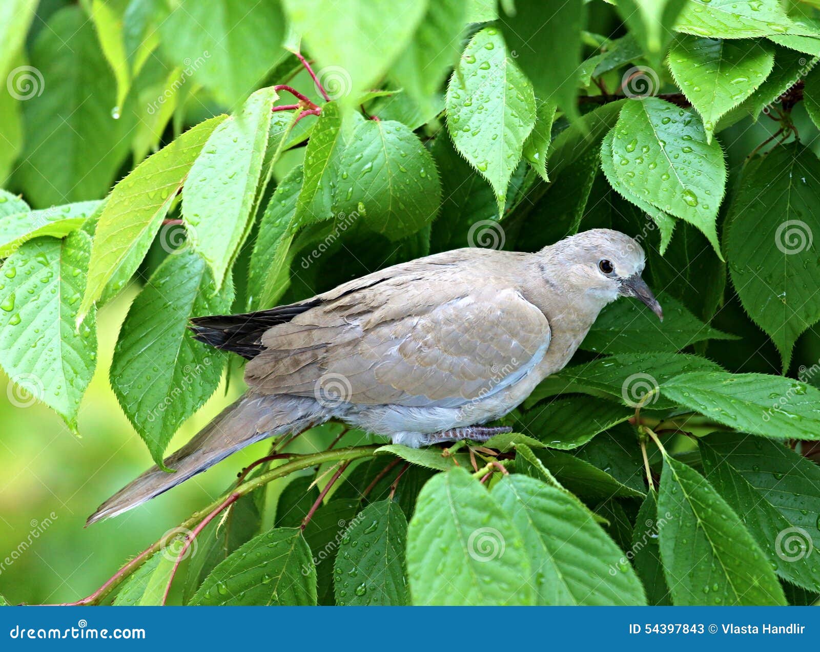 The baby pigeon stock image. Image of hidden, nest, feather - 54397843