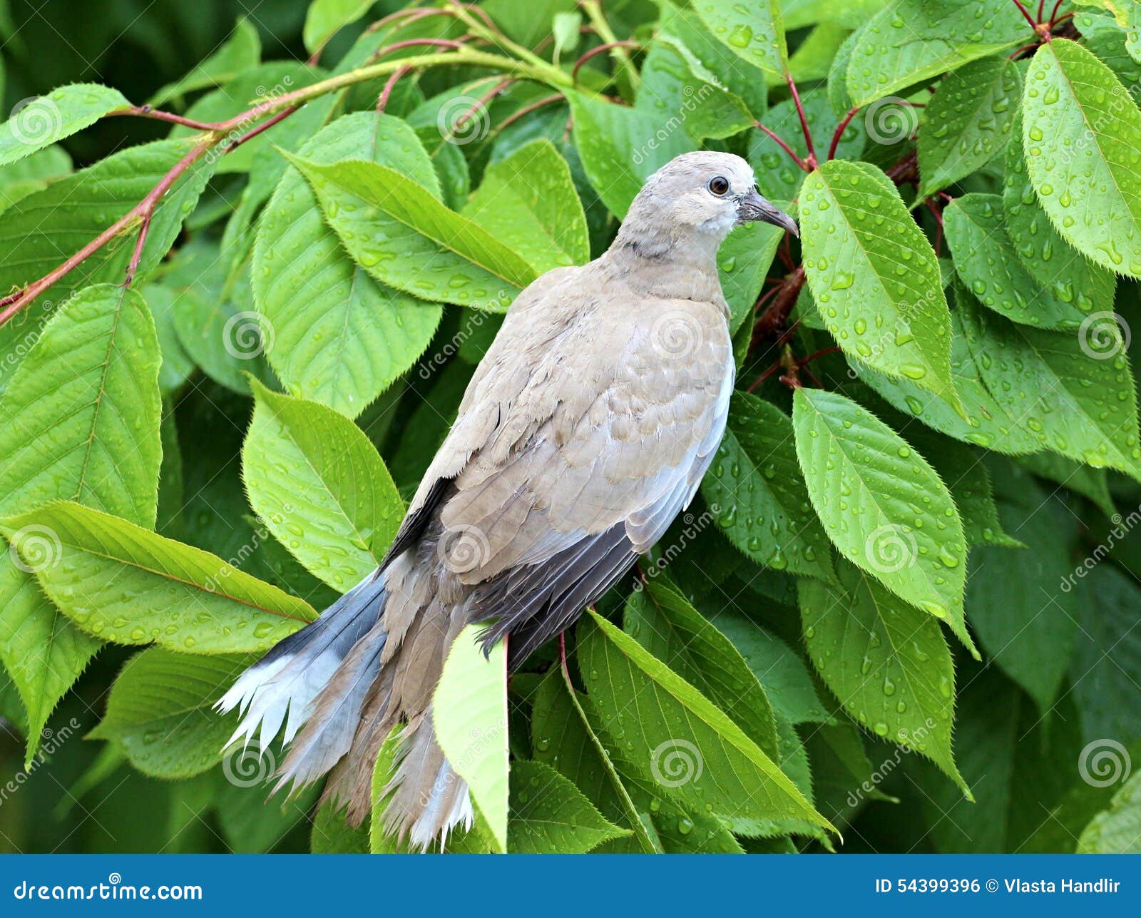 The baby pigeon stock photo. Image of park, beak, dove - 54399396