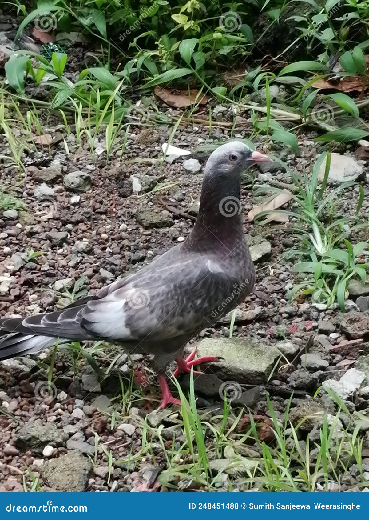 Baby pigeon cool stock photo. Image of animal, pigeon - 248451488