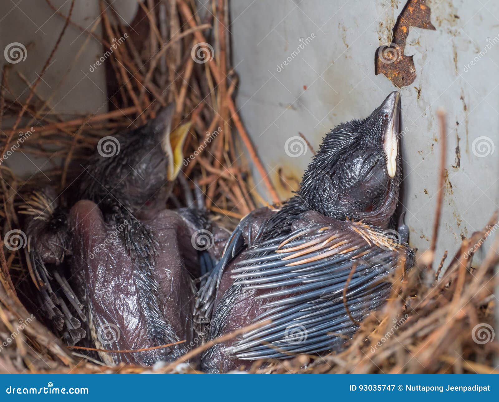 Pigeon Nest On A Biogas Plant Stock Photography | CartoonDealer.com ...
