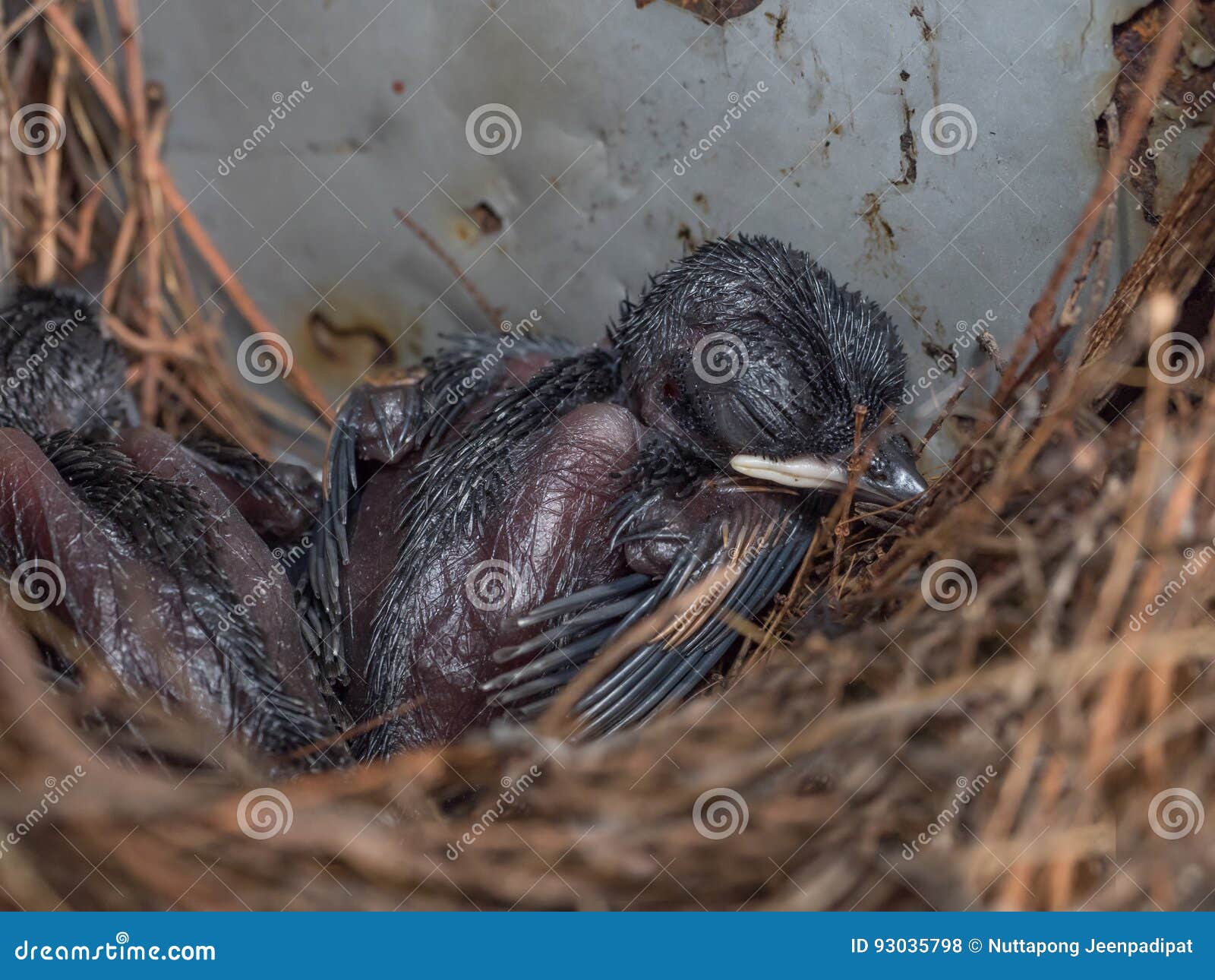 Baby Pigeon Nest in Load Panel Box Stock Photo - Image of wing, animal ...