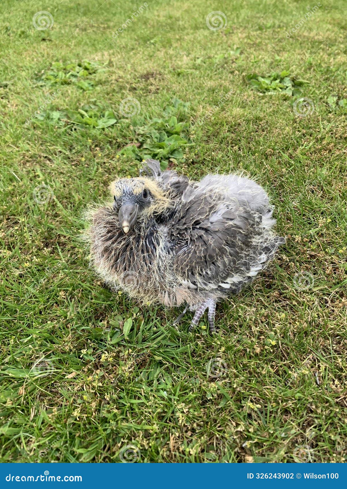 Baby Pigeon stock photo. Image of animal, feathers, birds - 326243902