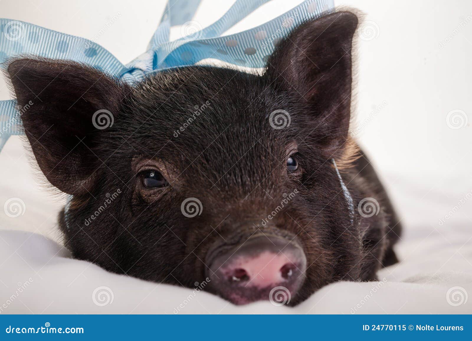 Baby piggy stock image. Image of eyes, little, digital - 24770115