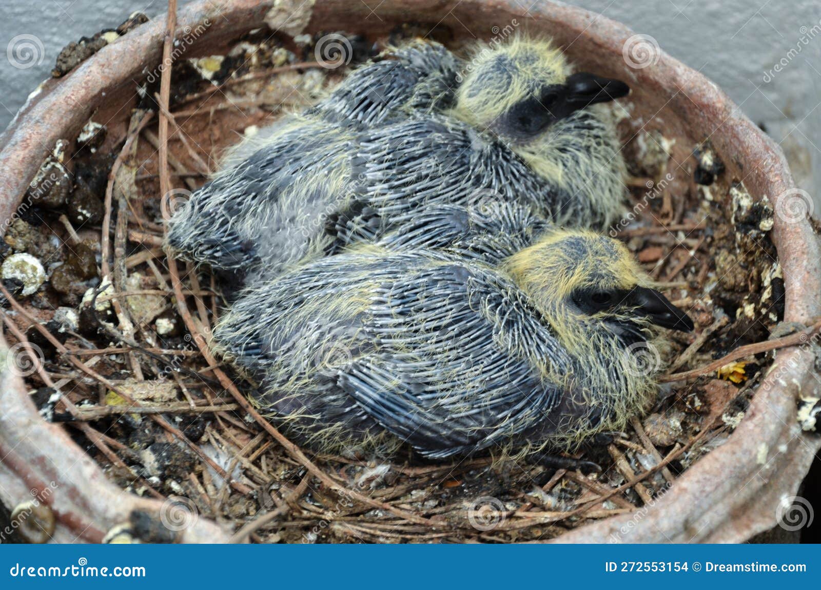 Baby Pigion (Squabs stock photo. Image of squabs, nest - 272553154