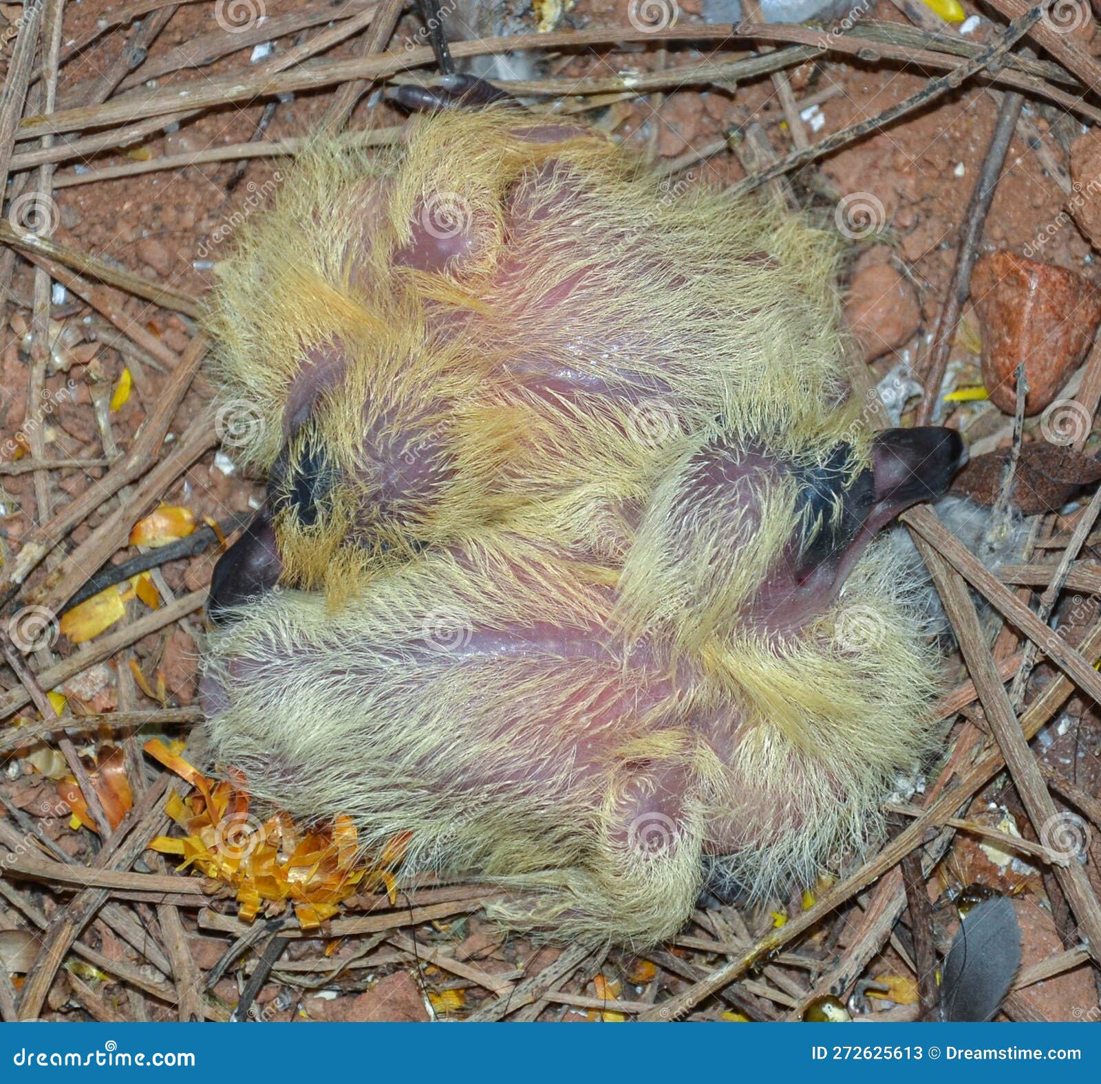 Baby Pigion (Squabs stock image. Image of hair, bird - 272625613