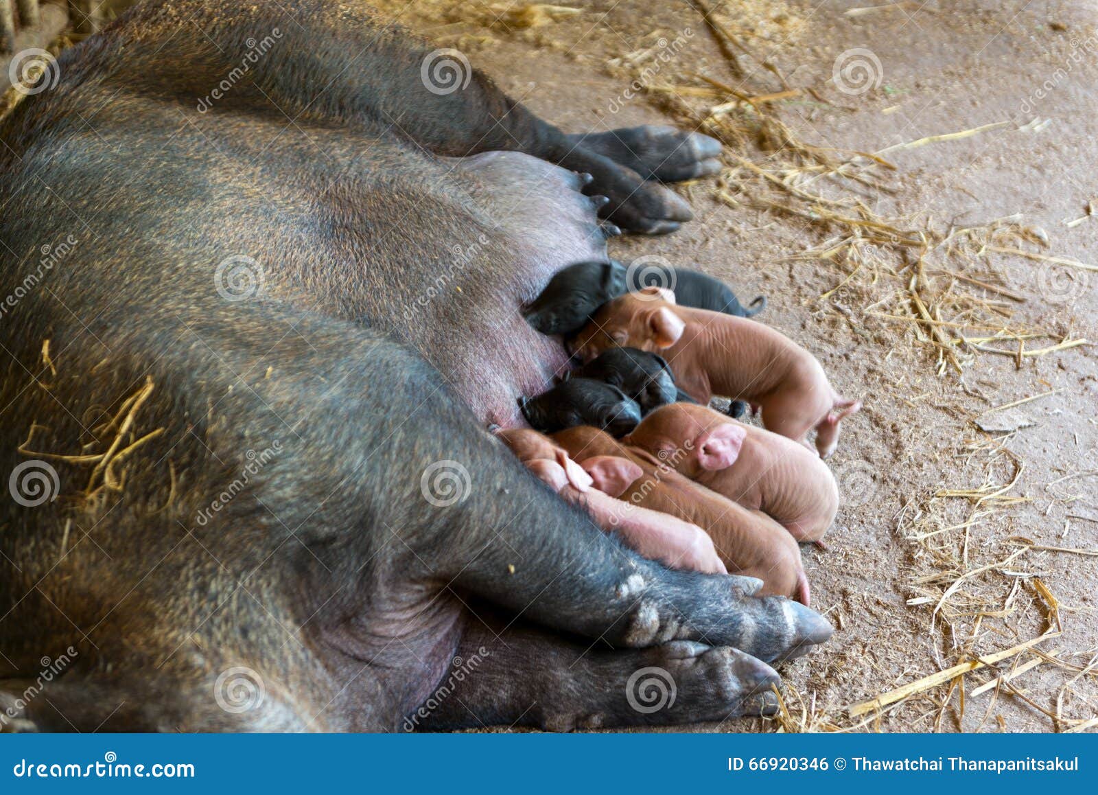Baby Piglets Feeding from Mummy Pig Stock Photo - Image of pink ...