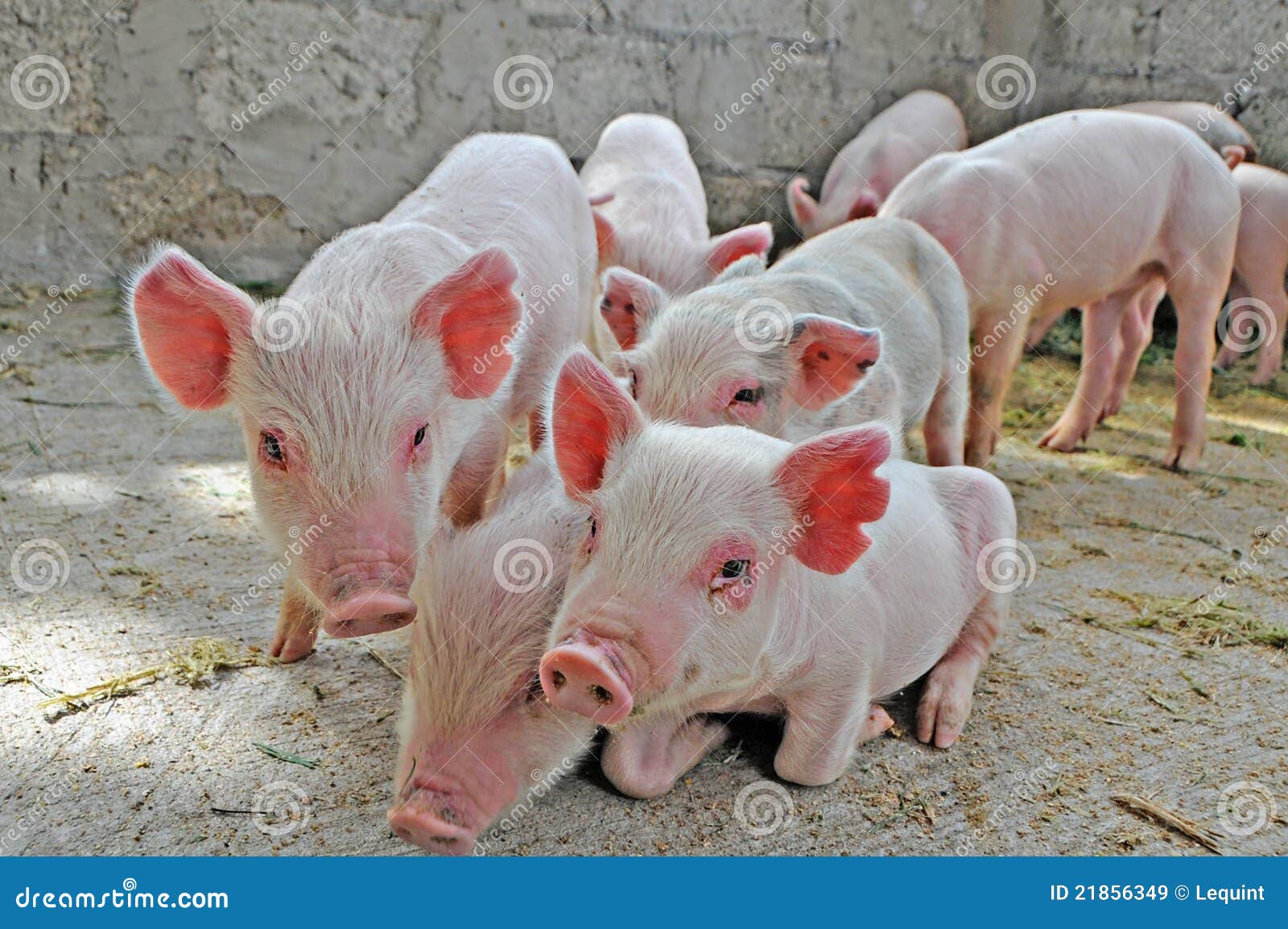 Baby Pigs Royalty-Free Stock Photography | CartoonDealer.com #21856349