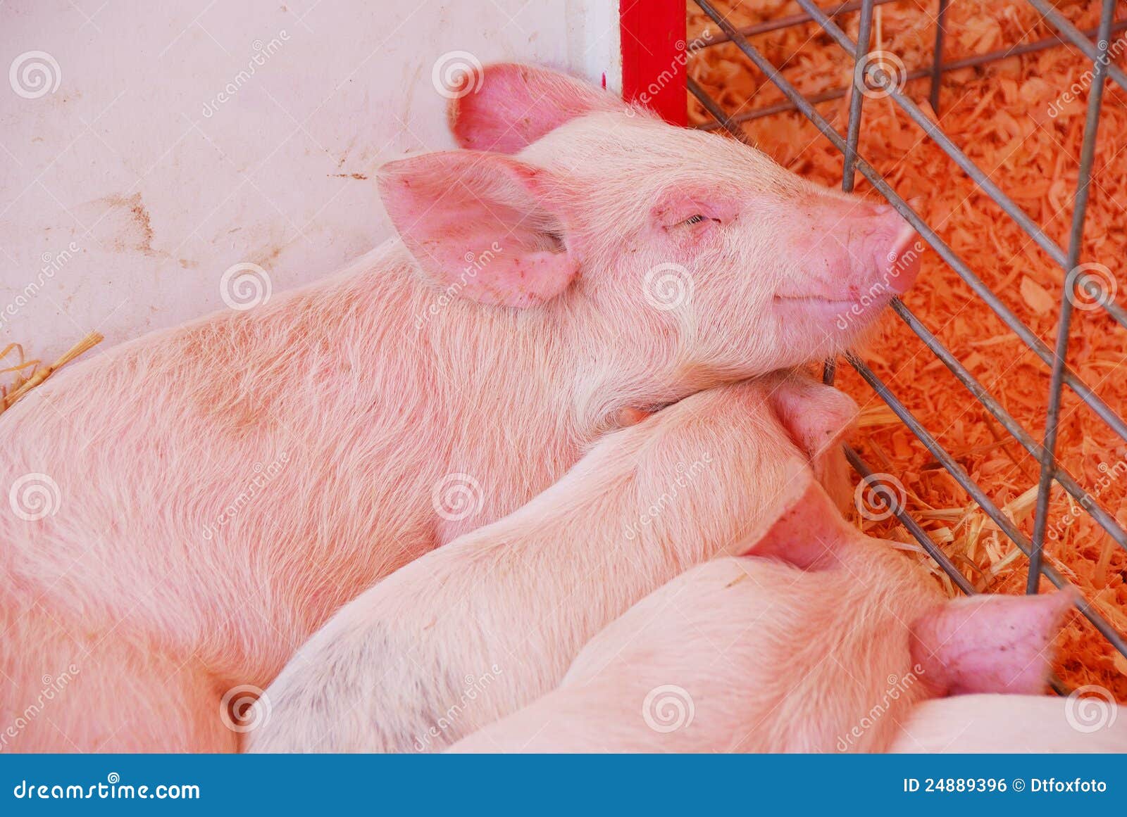 Baby Pigs stock photo. Image of milk, pink, baby, fair - 24889396