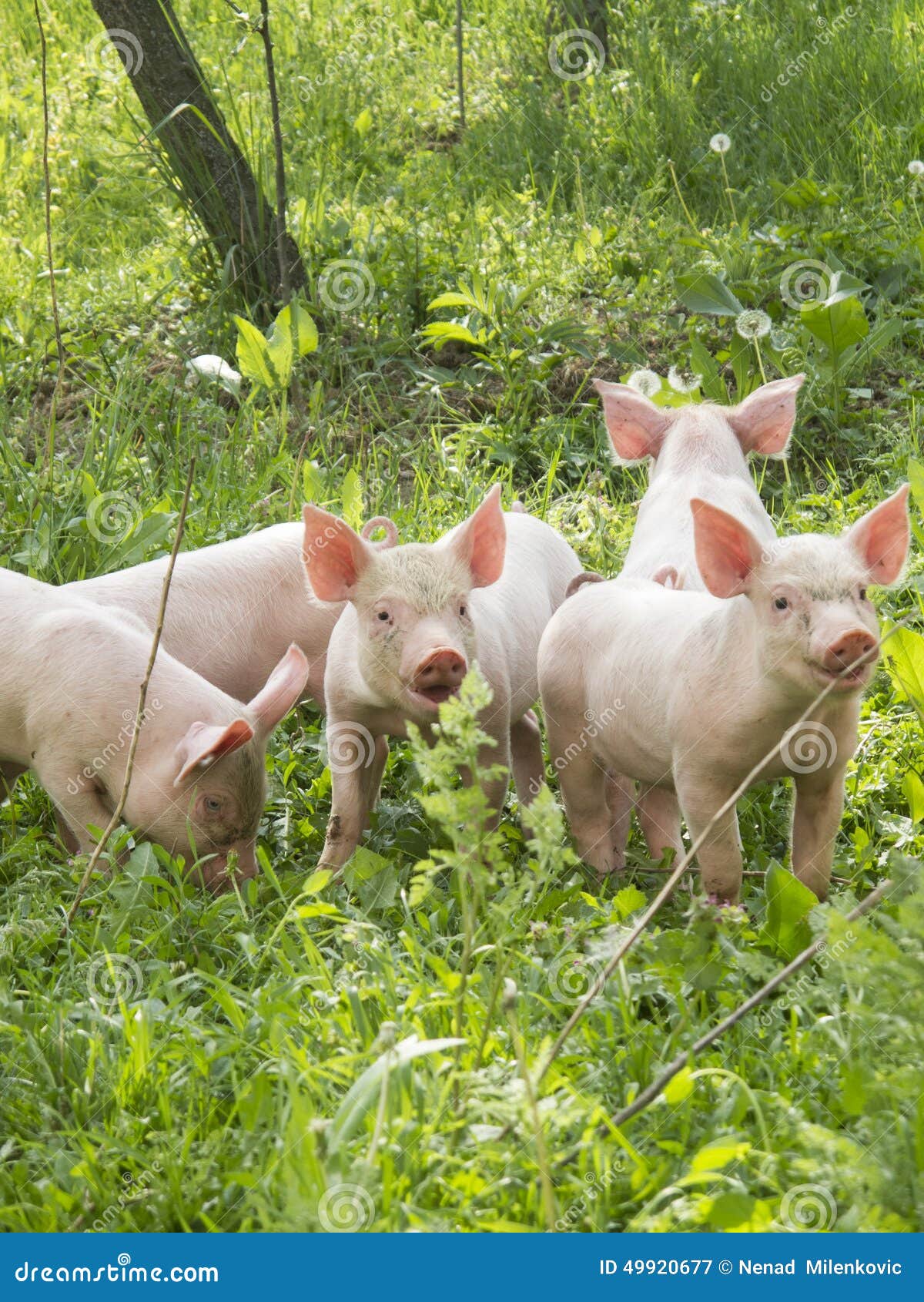 Baby pigs on the grass stock image. Image of grass, snout - 49920677