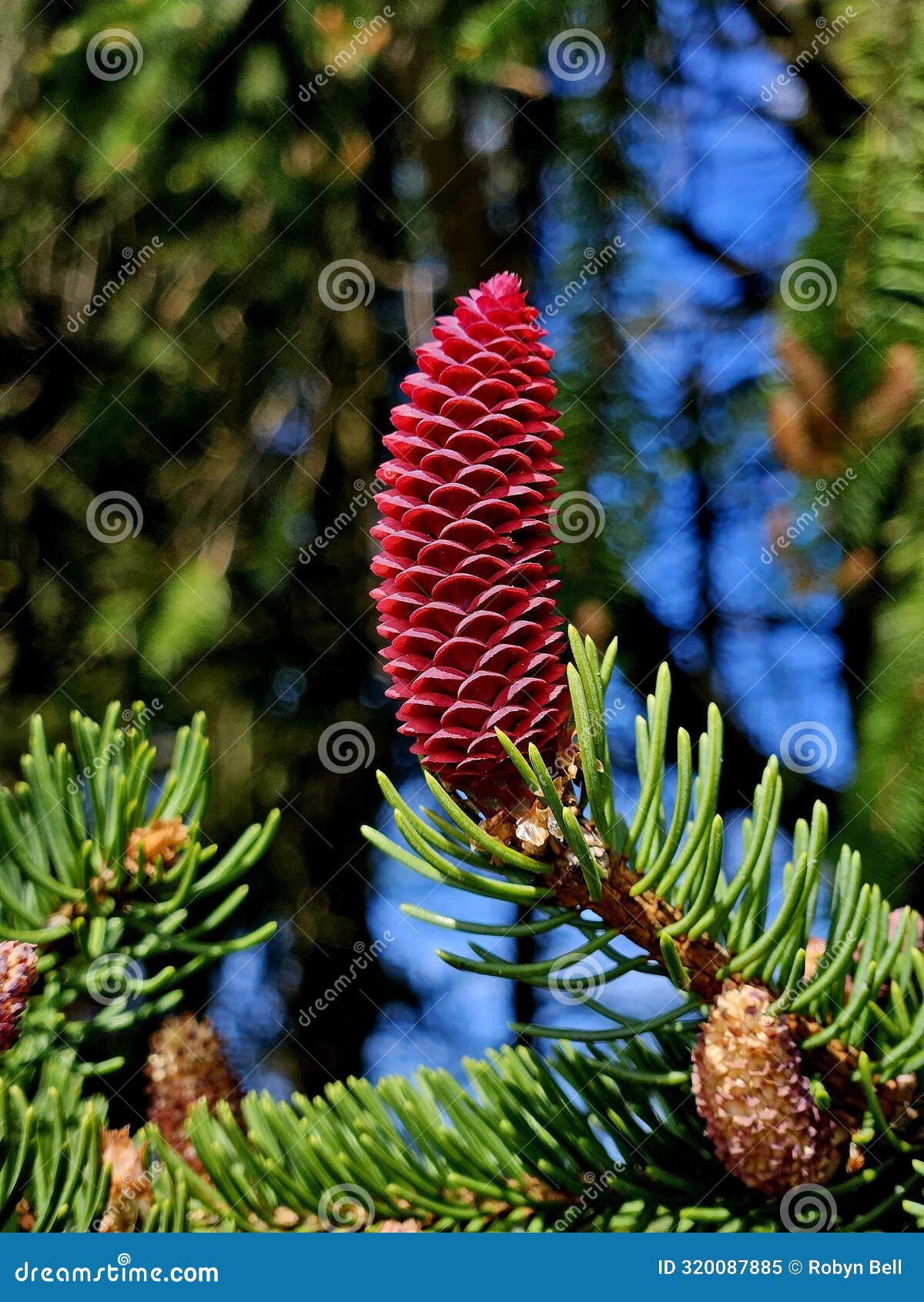 Baby pine cone stock image. Image of cone, tree, pine - 320087885
