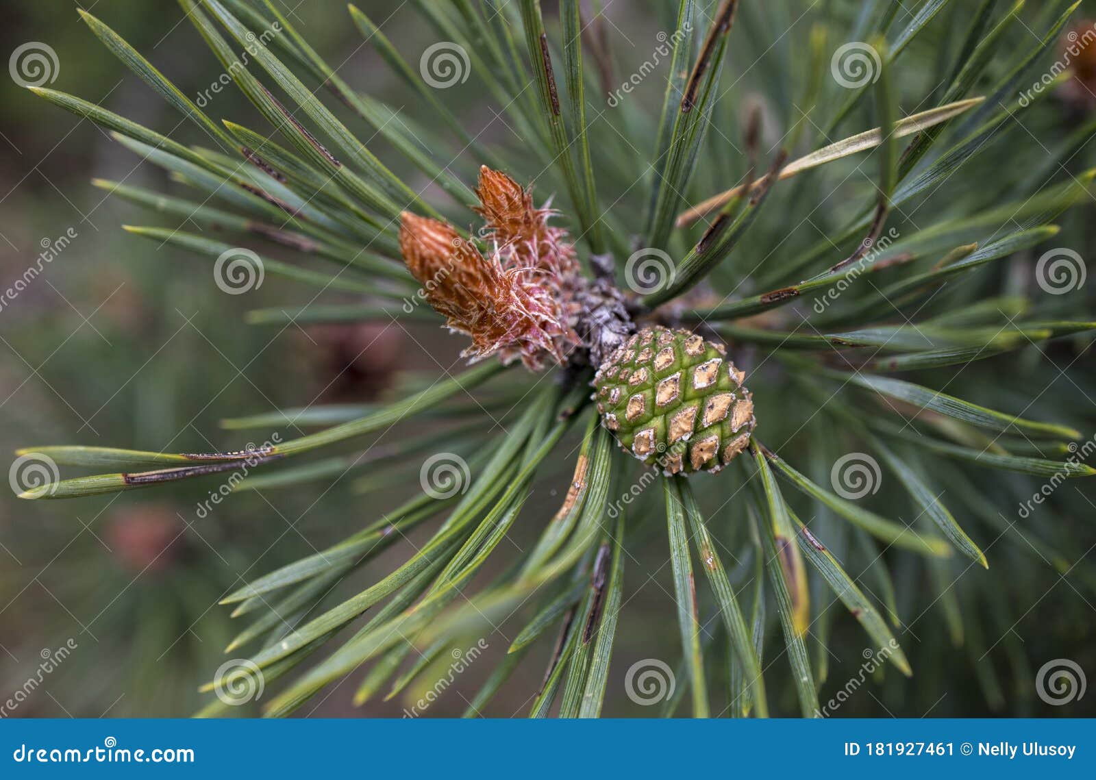 Baby Pine Cone Growing in Spring. Closeup. Macro Stock Image - Image of ...