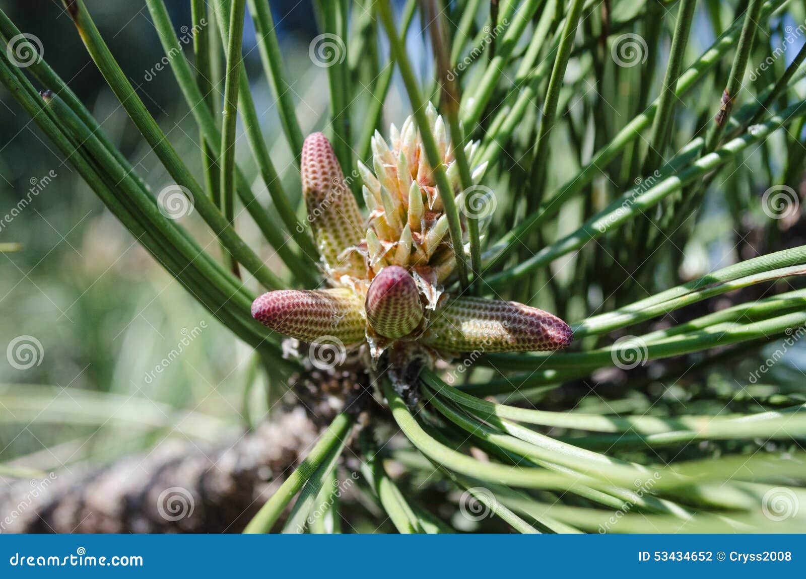 Baby pine-cone stock photo. Image of pinecone, flowers - 53434652