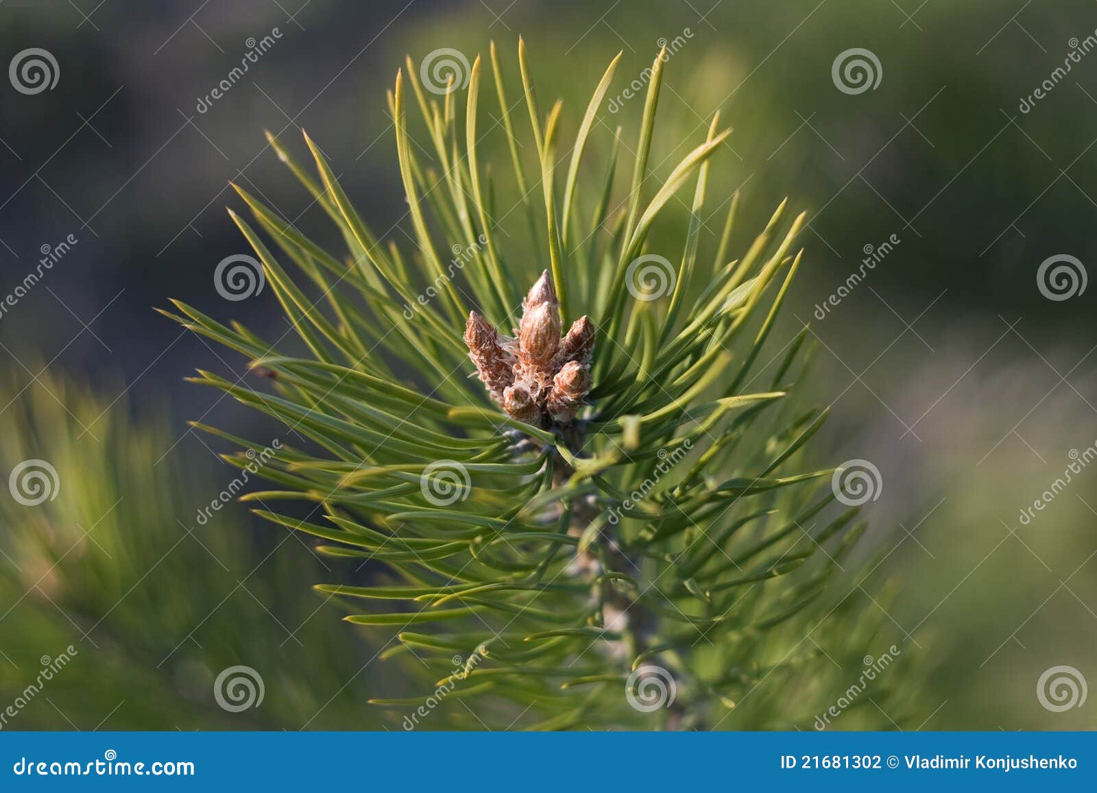 Baby pine cones stock photo. Image of young, cones, close - 21681302