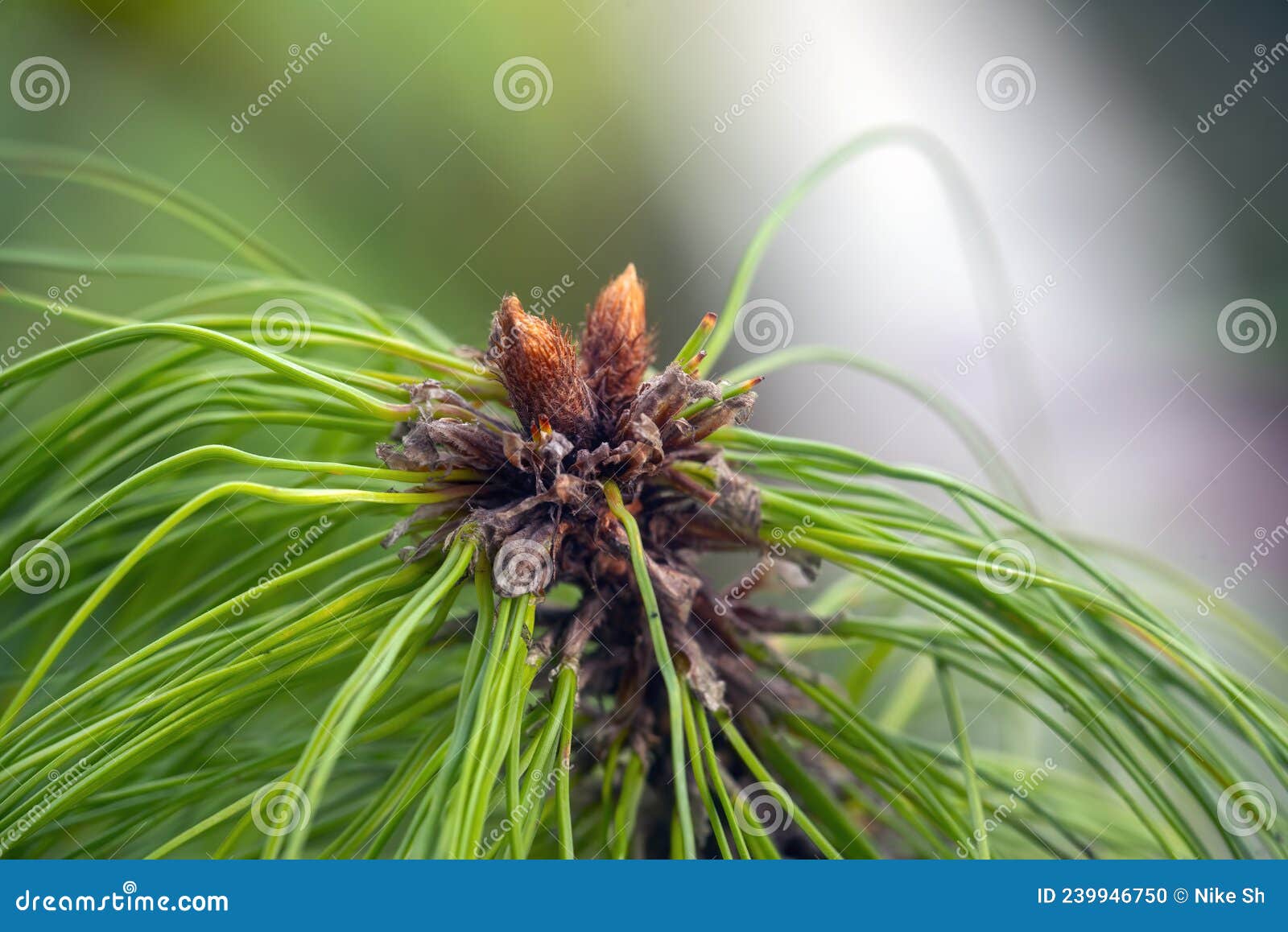 Baby pine cones stock photo. Image of spring, pine, juniper - 239946750