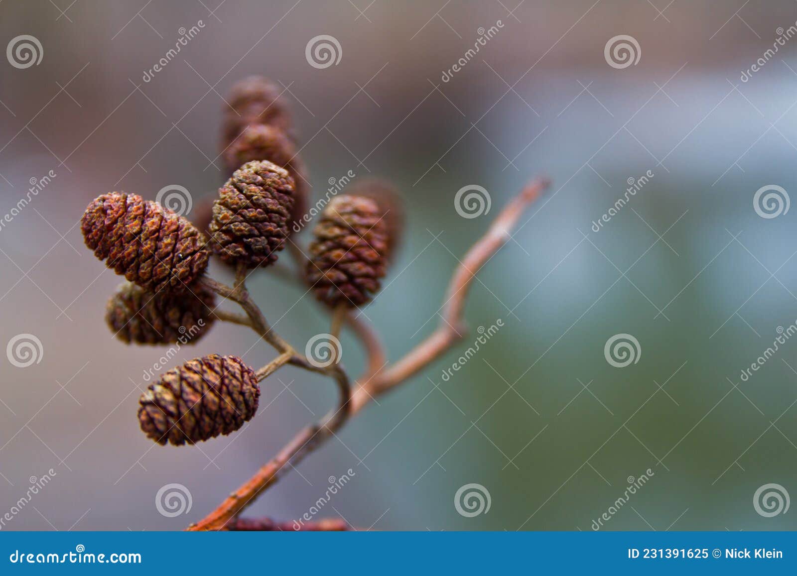 Baby Pine Cones on a Small Thin Branch with a Blurred Out Background ...