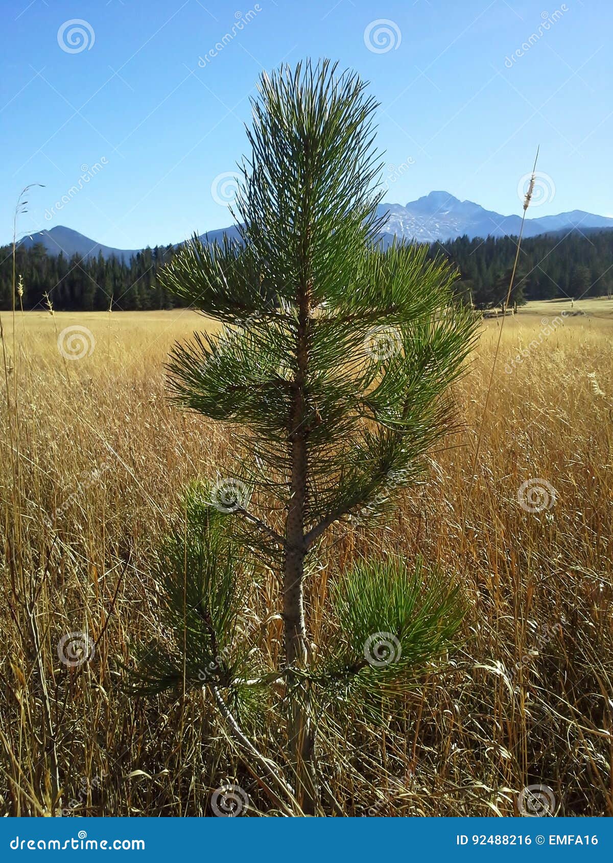 Baby Pine Tree, Colorado stock photo. Image of autumn - 92488216