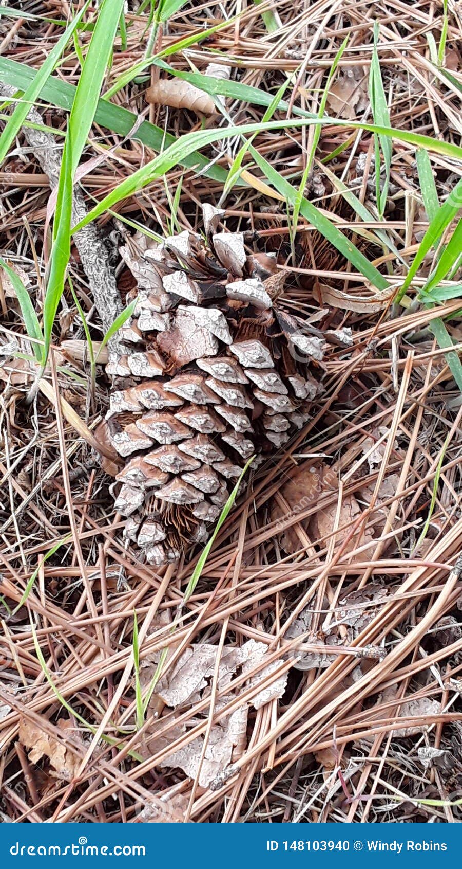 Baby pine tree stock photo. Image of pine, nature, baby - 148103940