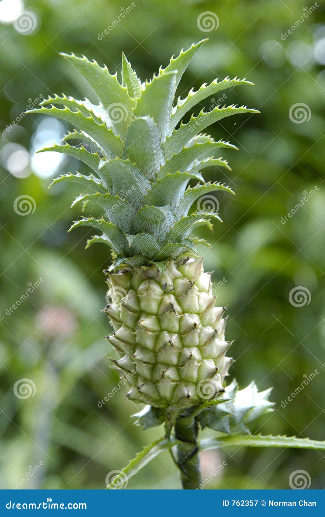Baby pineapple stock image. Image of yellow, juicy, fruit - 762357