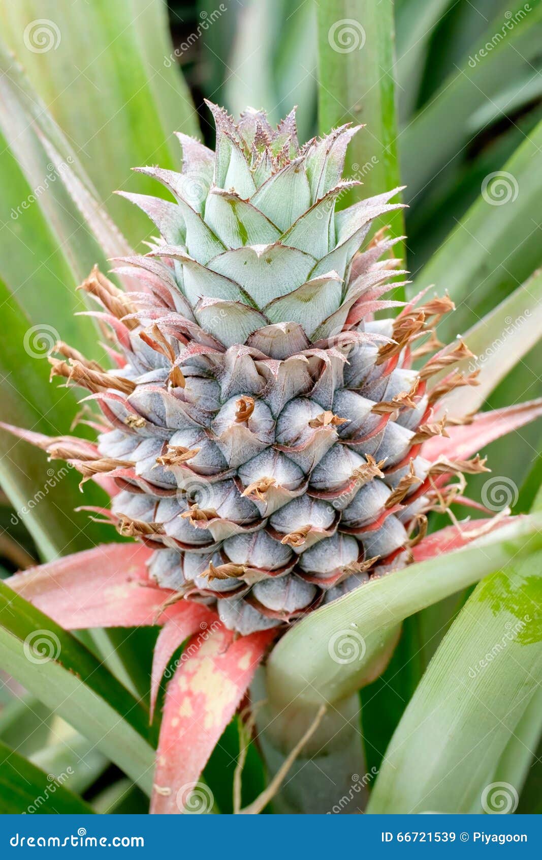 Baby pineapple stock image. Image of healthy, food, flavor - 66721539