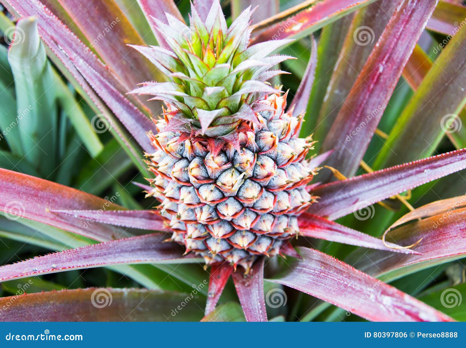 Baby Pineapple Fruit Growing on a Plant Stock Photo - Image of leaf ...