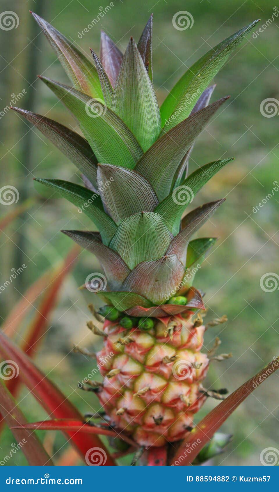 Baby Pineapple Growing on a Plant Stock Photo - Image of grow ...