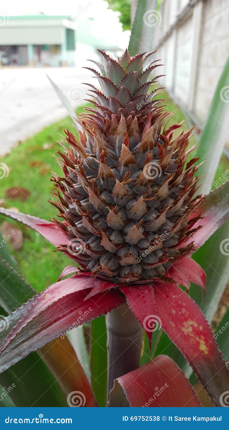 Baby Pineapple Plant Stock Photo | CartoonDealer.com #69752538