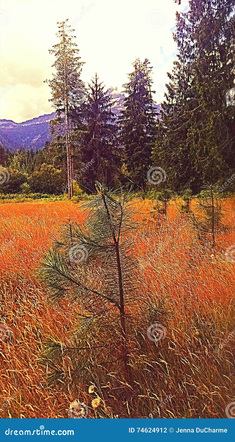 Baby pines stock photo. Image of growing, leaf, tree - 74624912