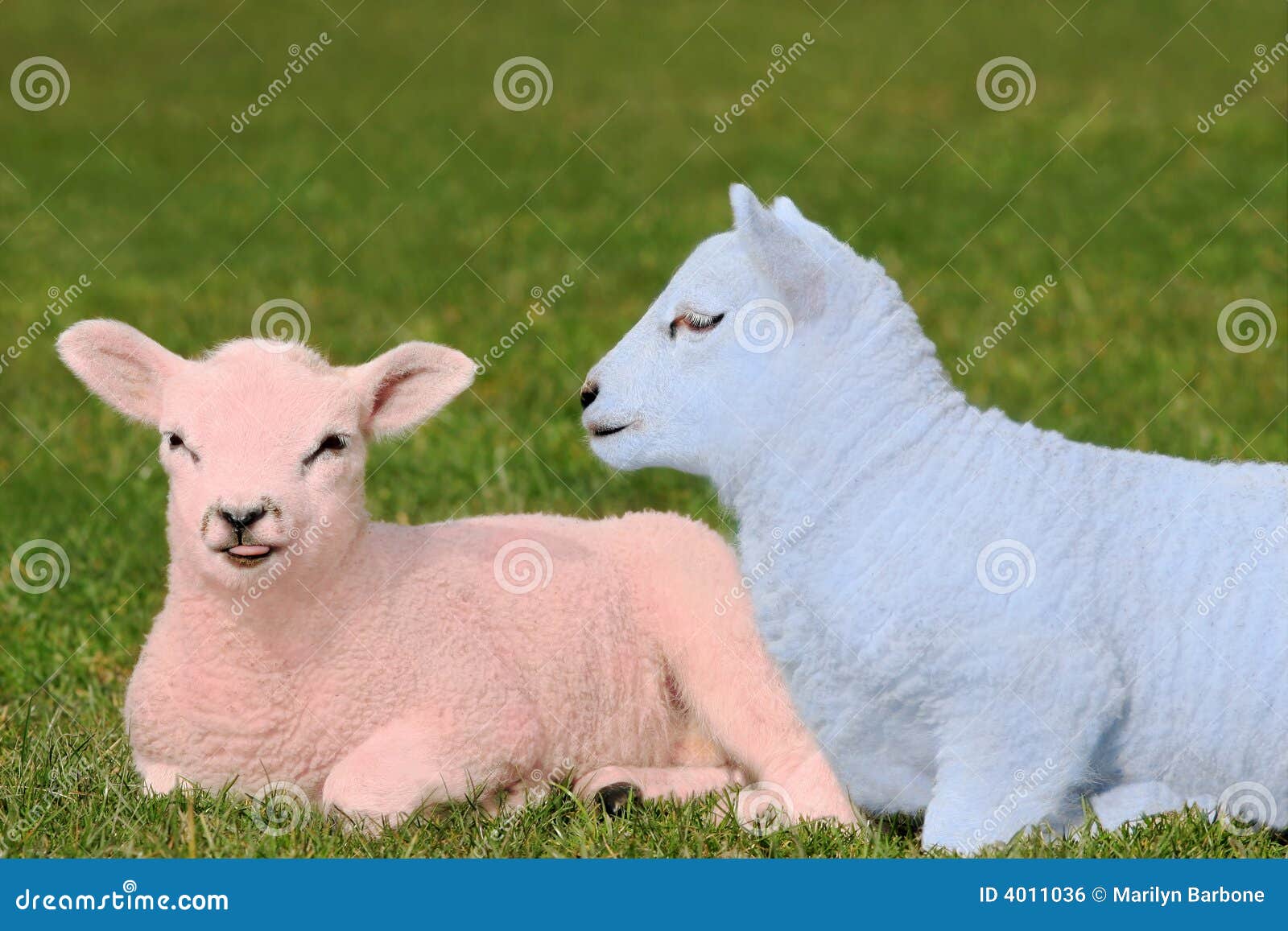 Baby Pink and Baby Blue Lambs Stock Photo - Image of baby, lamb: 4011036