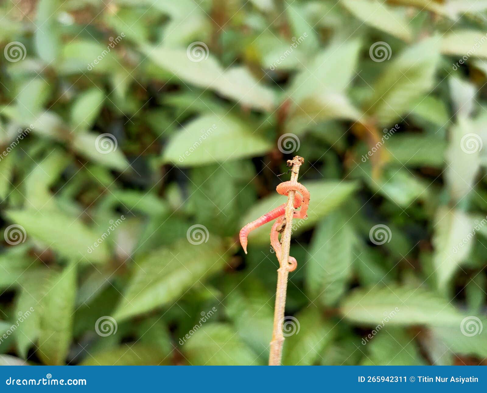 A Baby Pink Worm in the Garden Stock Image - Image of worms, gardening ...