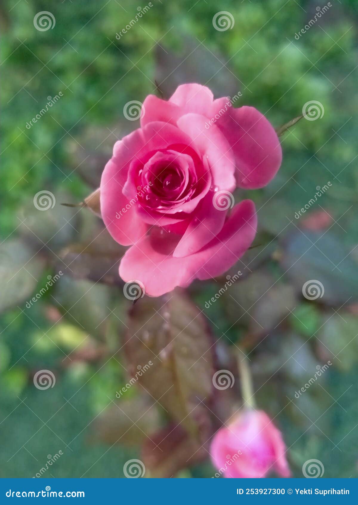 Baby pinky rose blossom stock photo. Image of mini, pinky - 253927300