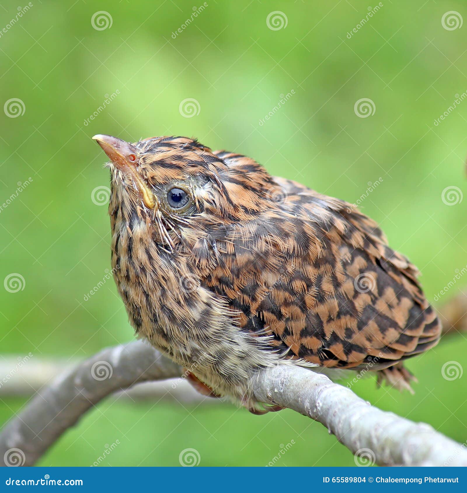 Cuckoo`s Baby In A Cage Under The House Stock Photography ...