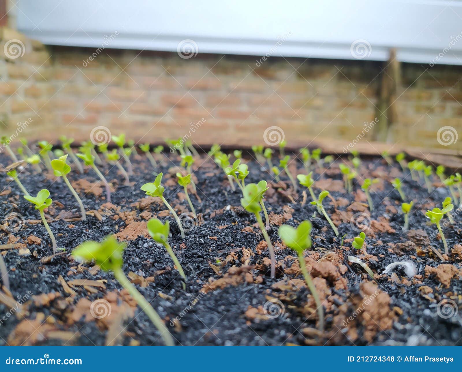 Baby Plant of Cauliflower Seedling Stock Photo - Image of plant, baby ...