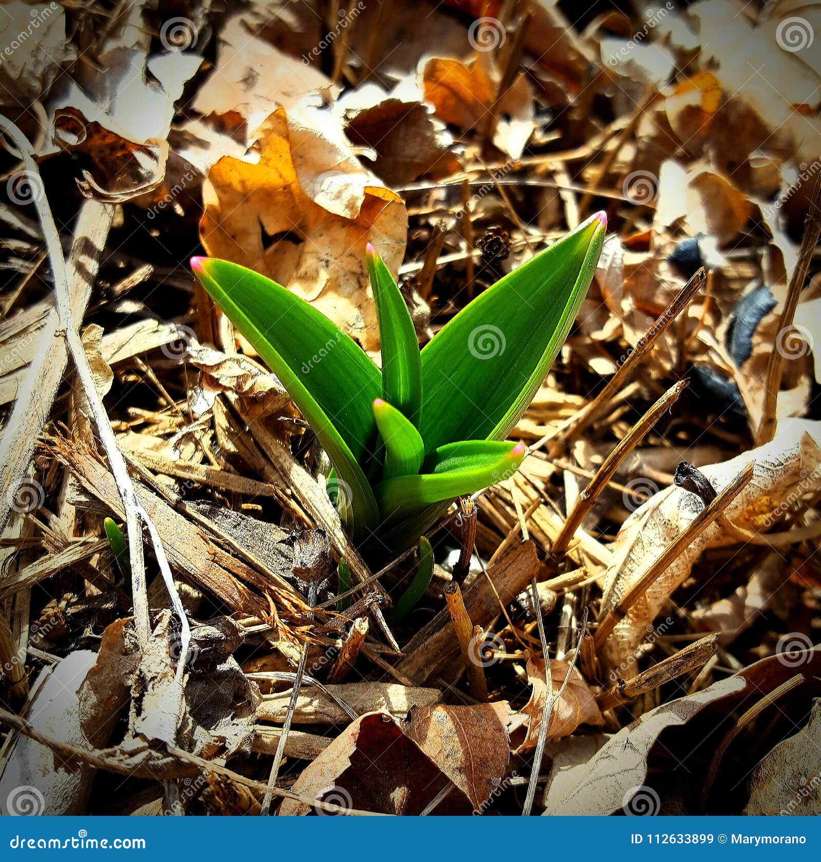 Springtime plant sprouting stock image. Image of baby - 112633899