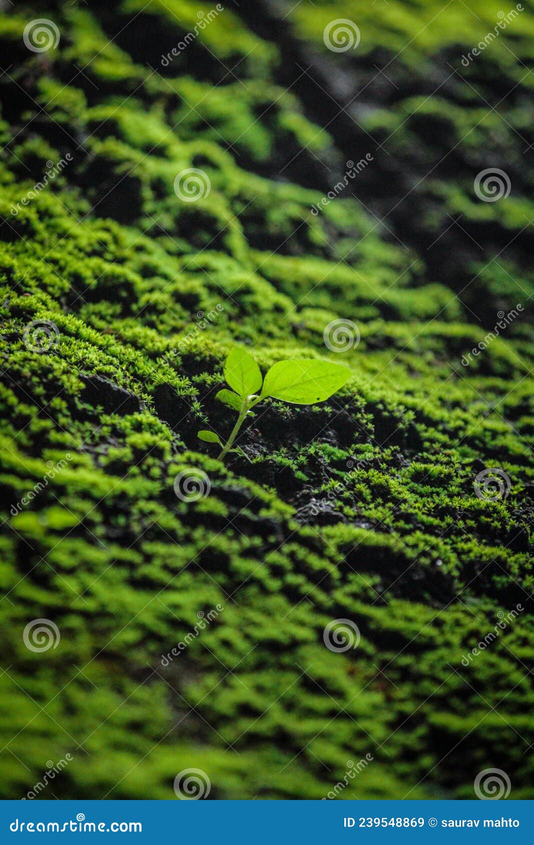 Baby Plant Taking Sunlight. Stock Image - Image of grow, wallpaper ...