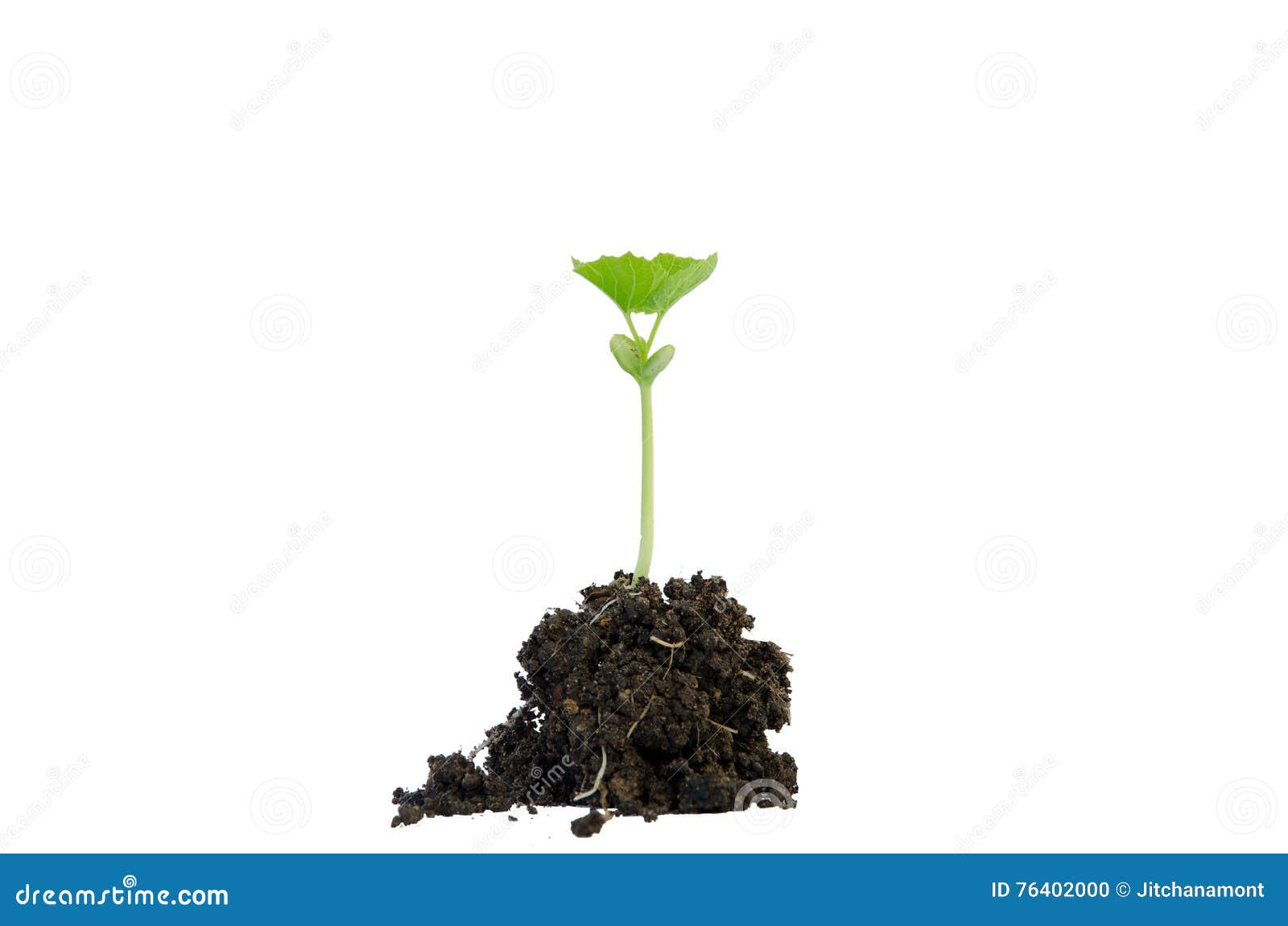 Baby Plant on White Background Stock Photo - Image of small, sprout ...