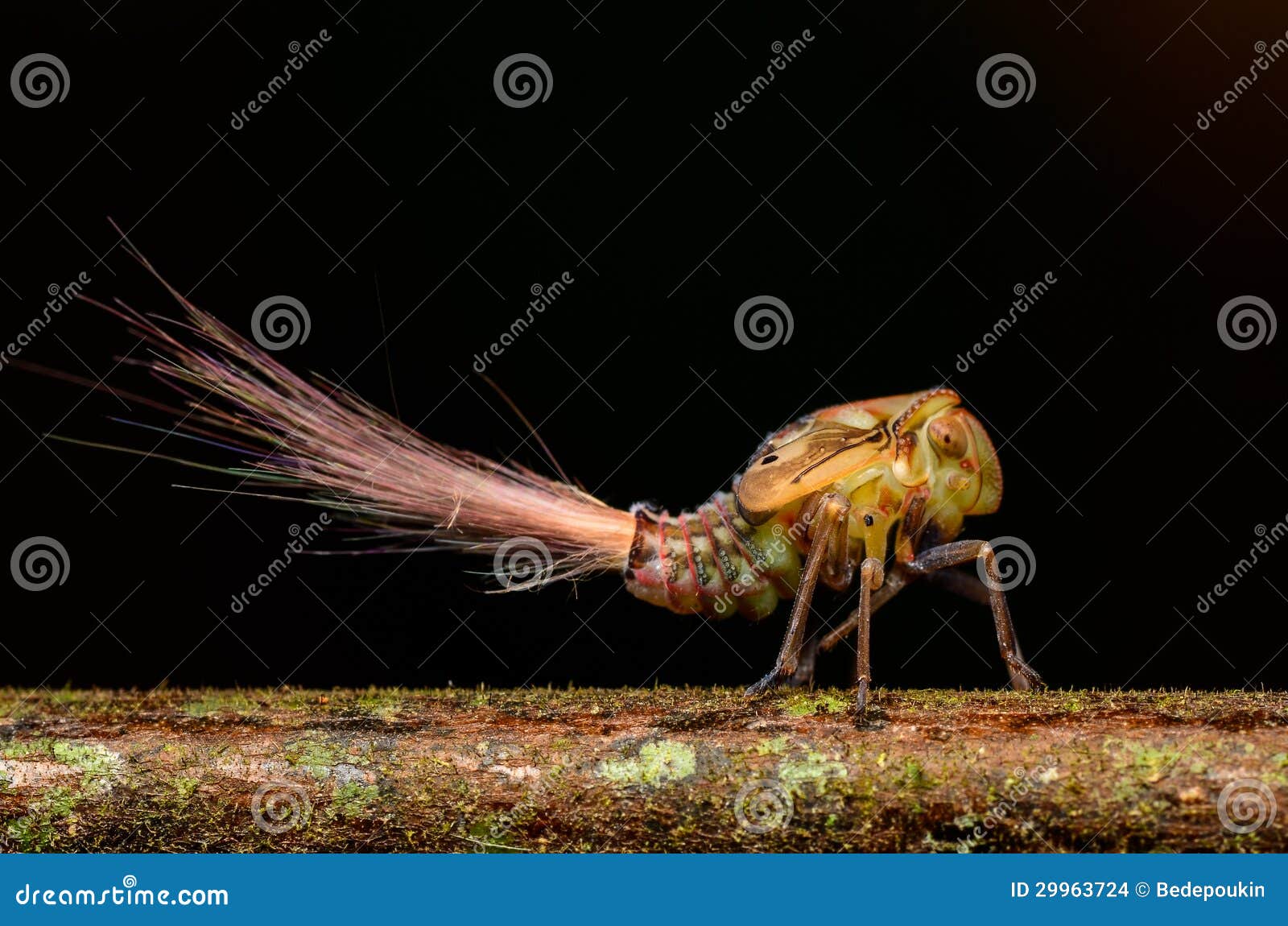 Plant hopper nymph stock photo. Image of insect, planthopper - 29963724