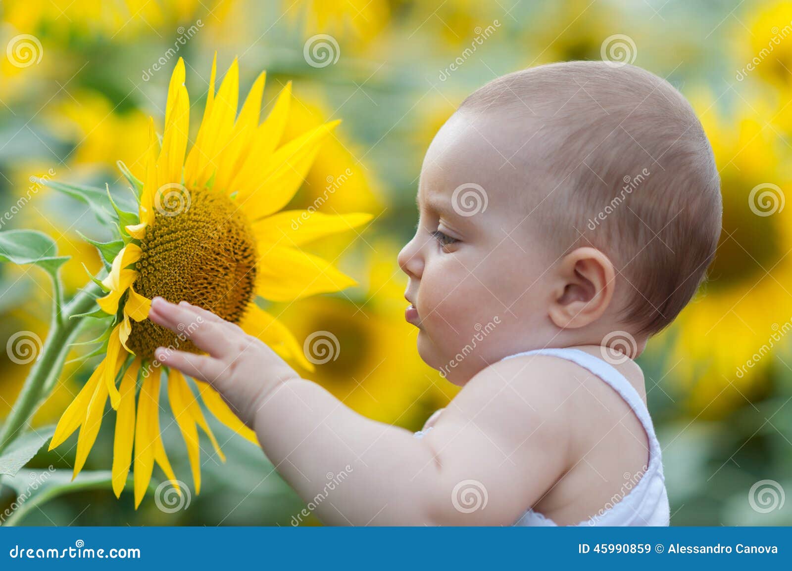 Baby Playing with Sunflower Stock Image - Image of learn, happiness ...