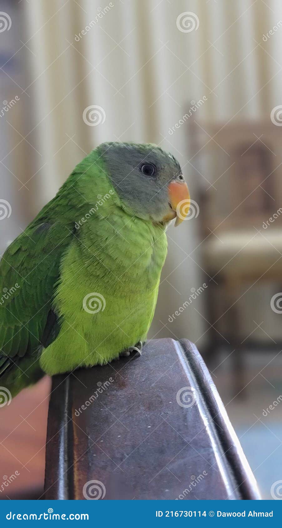 Baby Plum Headed Parrot Pakistani Bird Stock Photo - Image of headed ...