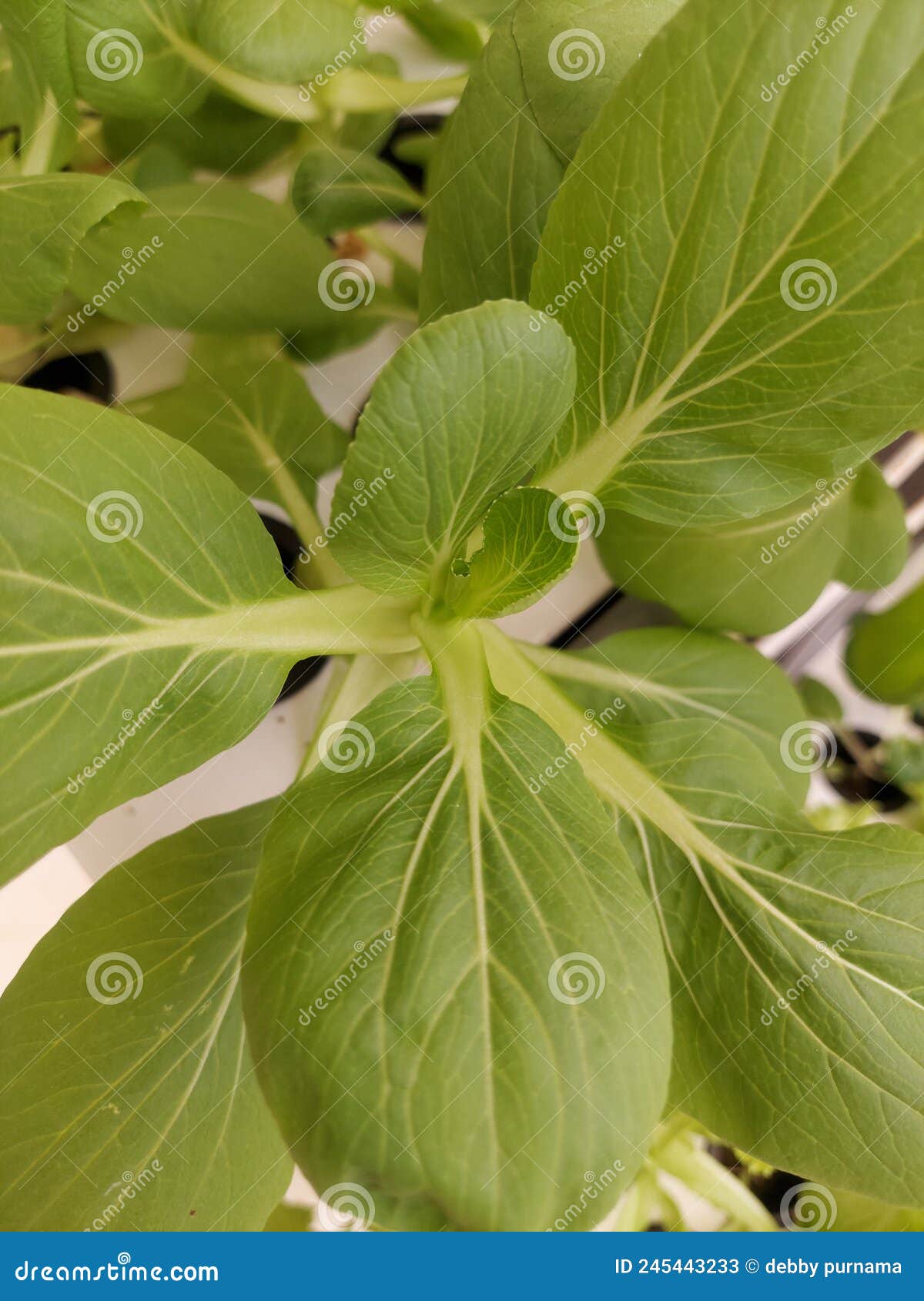 Baby pokcoy stock image. Image of veggies, garden, plant - 245443233