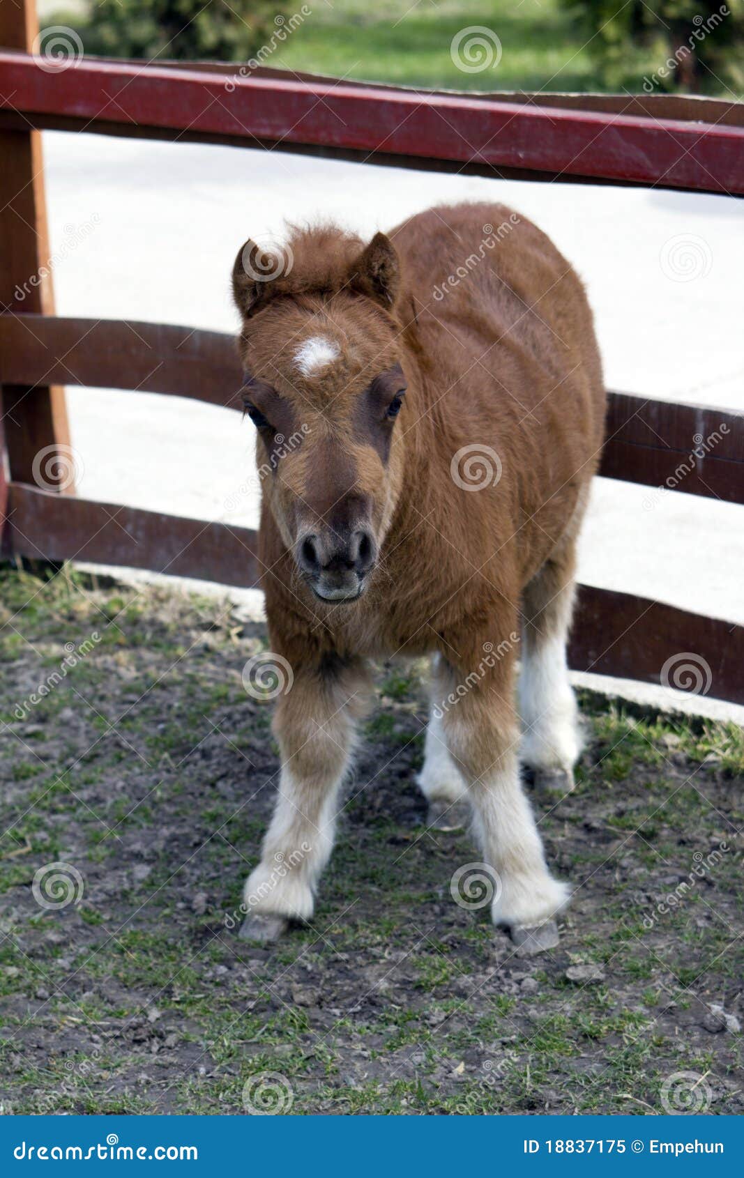Baby pony stock image. Image of green, country, rural - 18837175