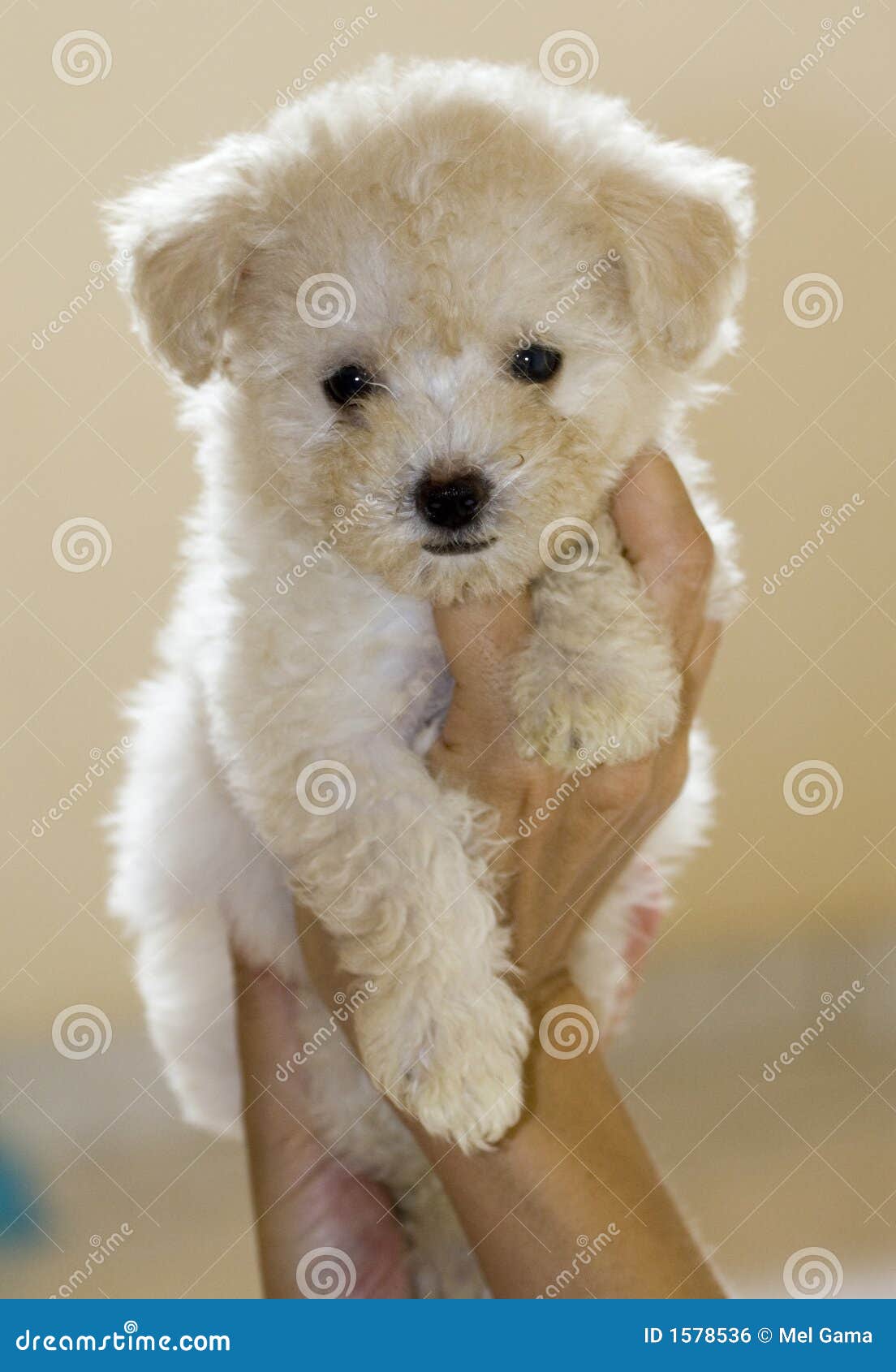 20 Elegant Horse Barn Plans