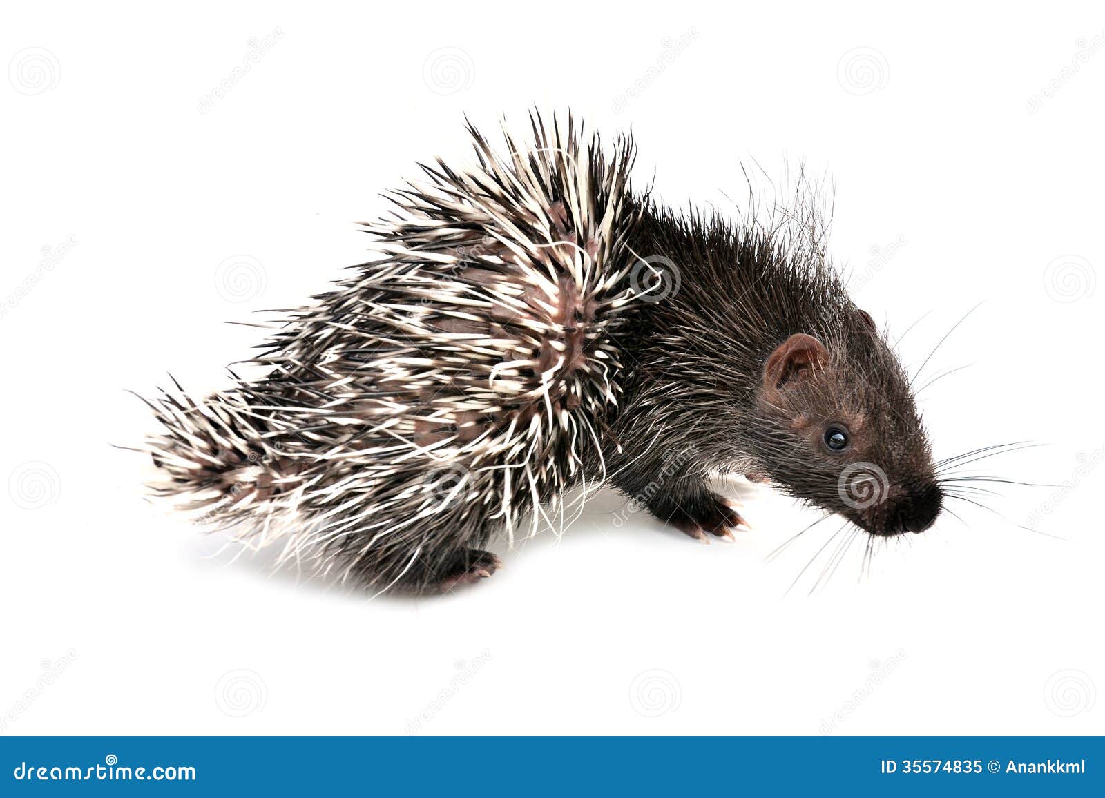 Baby porcupine isolated stock image. Image of wildlife - 35574835