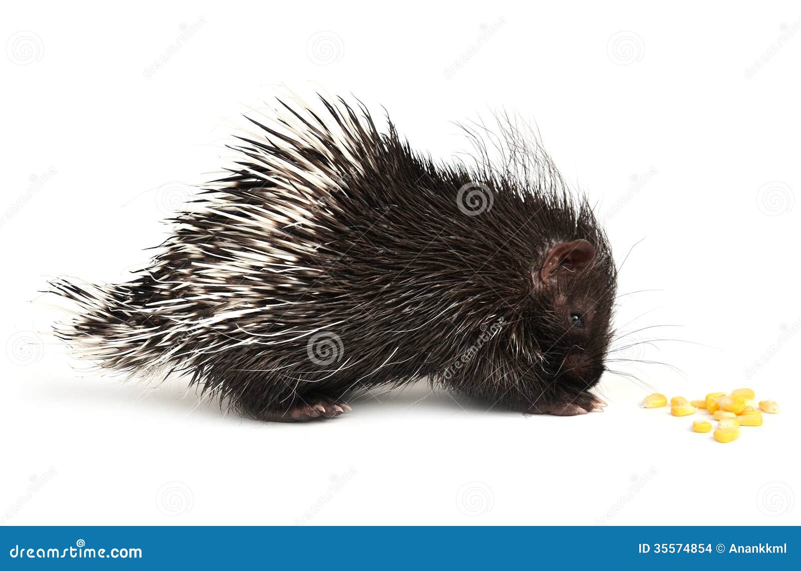 Baby porcupine isolated stock photo. Image of hedge, wild - 35574854