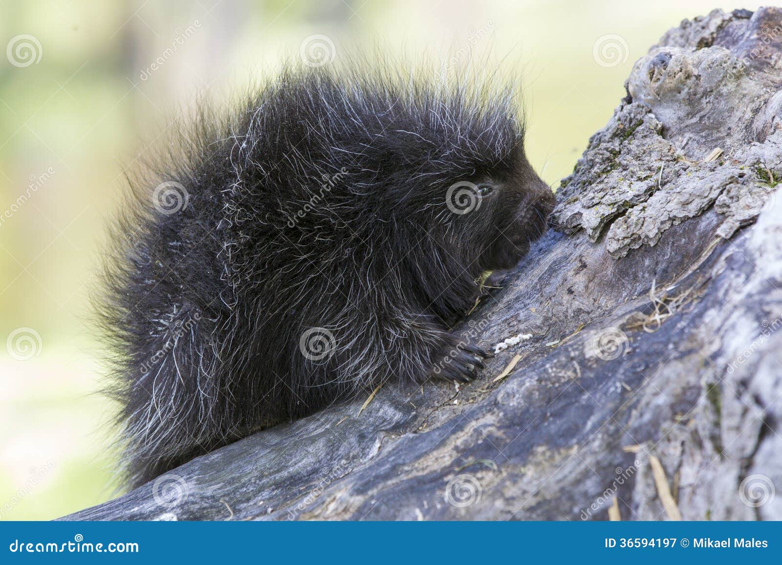 Baby porcupine stock image. Image of wildlife, mammals - 36594197