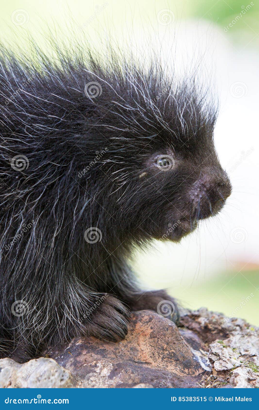 Baby porcupine portrait stock image. Image of bristle - 85383515