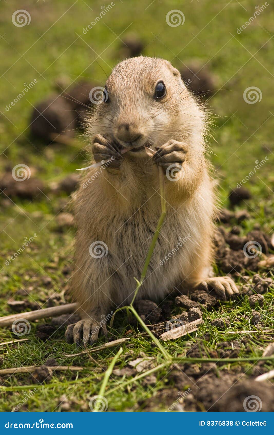 Baby prairie dog stock photo. Image of prairie, rodent - 8376838