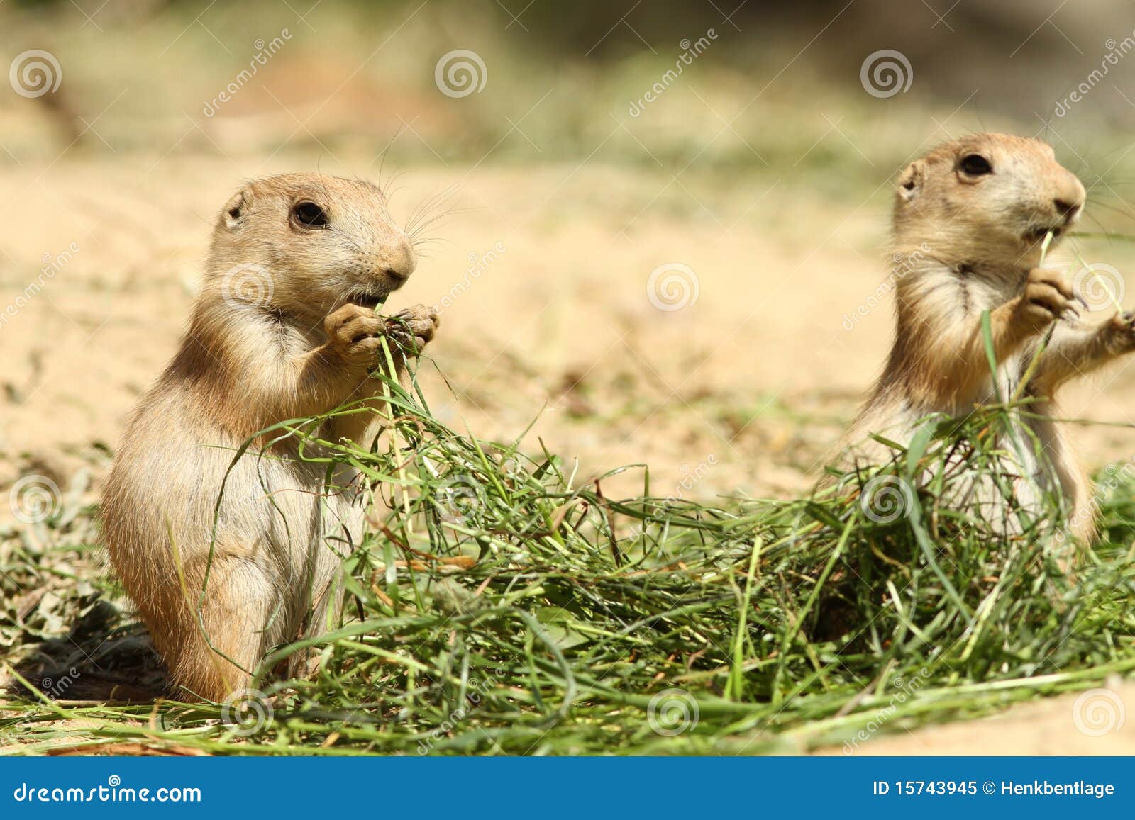 Baby Prairie Dogs Standing and Eating Stock Image - Image of wildlife ...