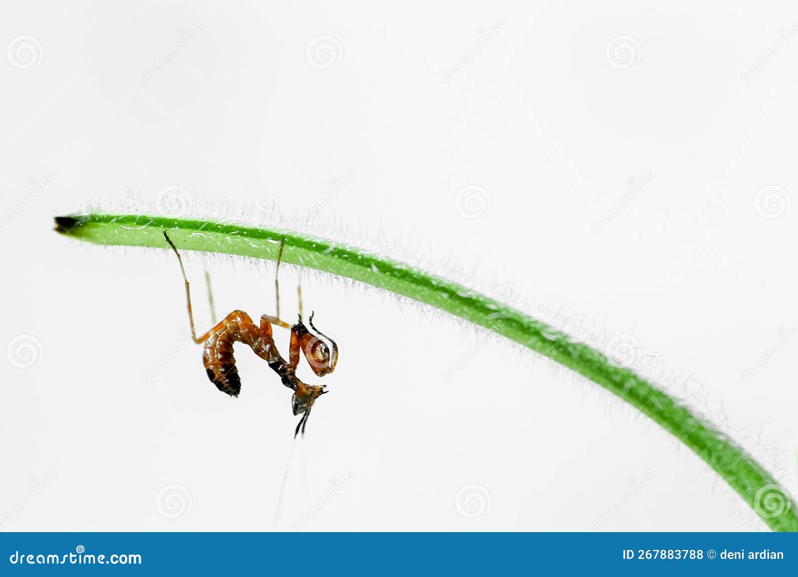 Baby praying mantis stock photo. Image of animal, mantis - 267883788