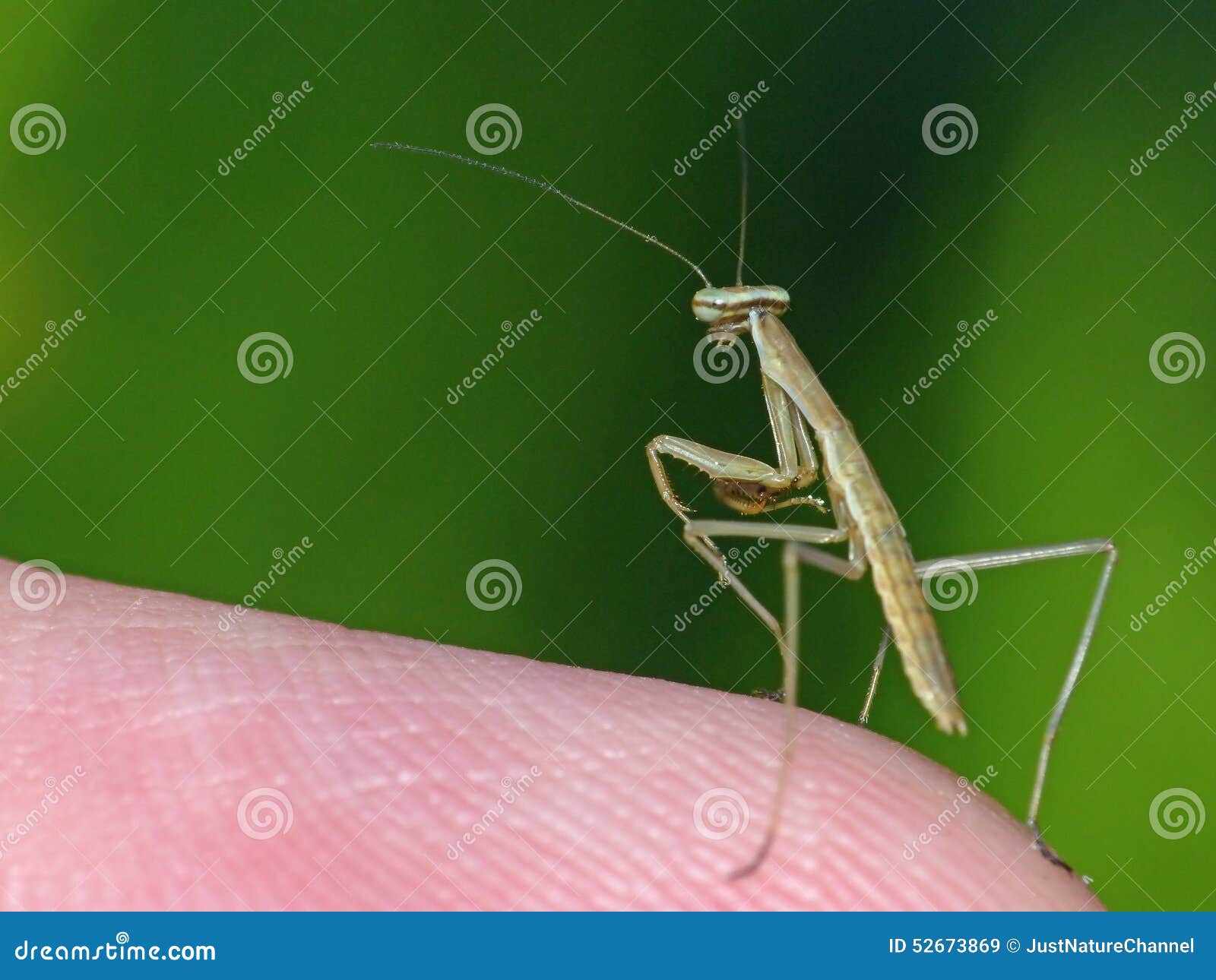 Baby Praying Mantis On A Flower Wallpaper Royalty-Free Stock Image ...