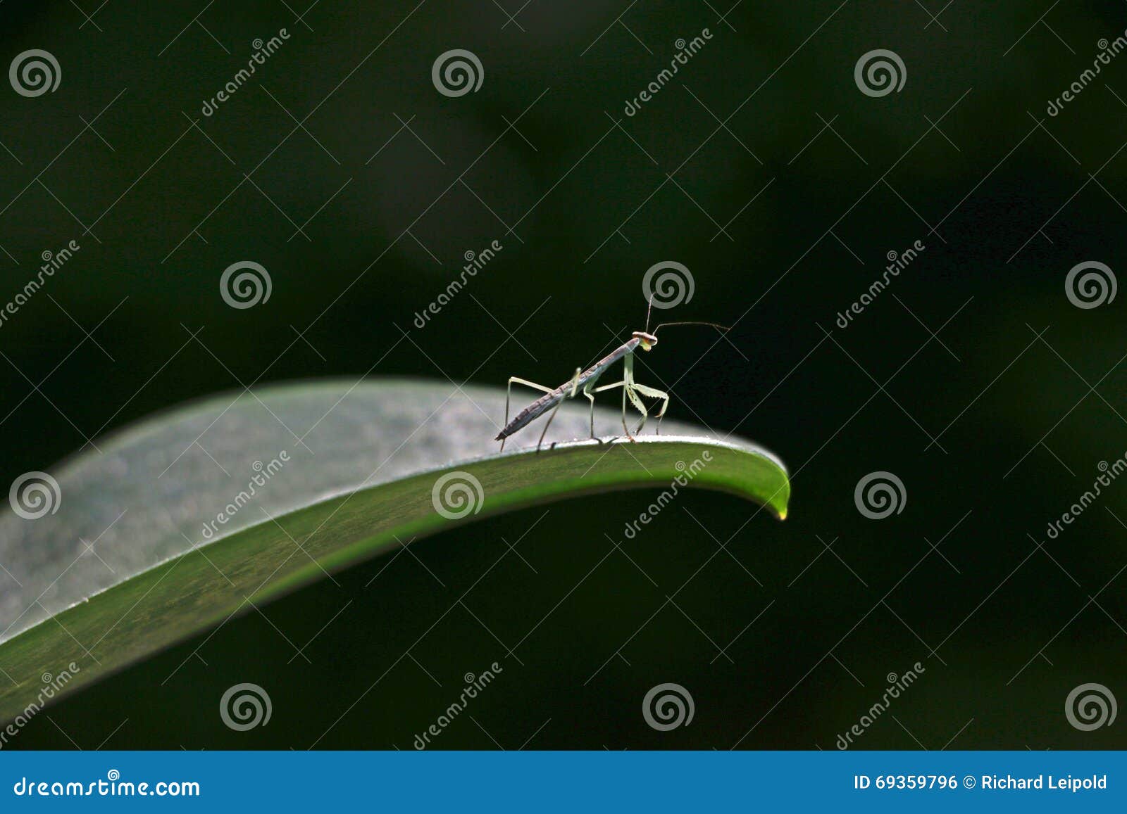 Baby Praying Mantis stock photo. Image of flower, nature - 69359796